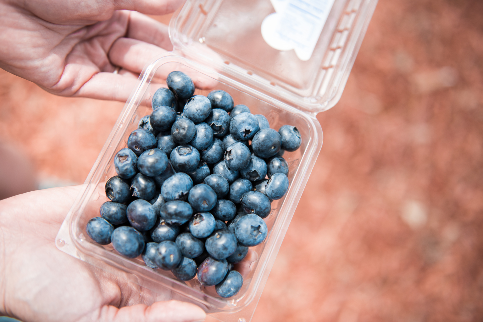 15th Annual Avon Park Blueberry Festival | Visit Sebring