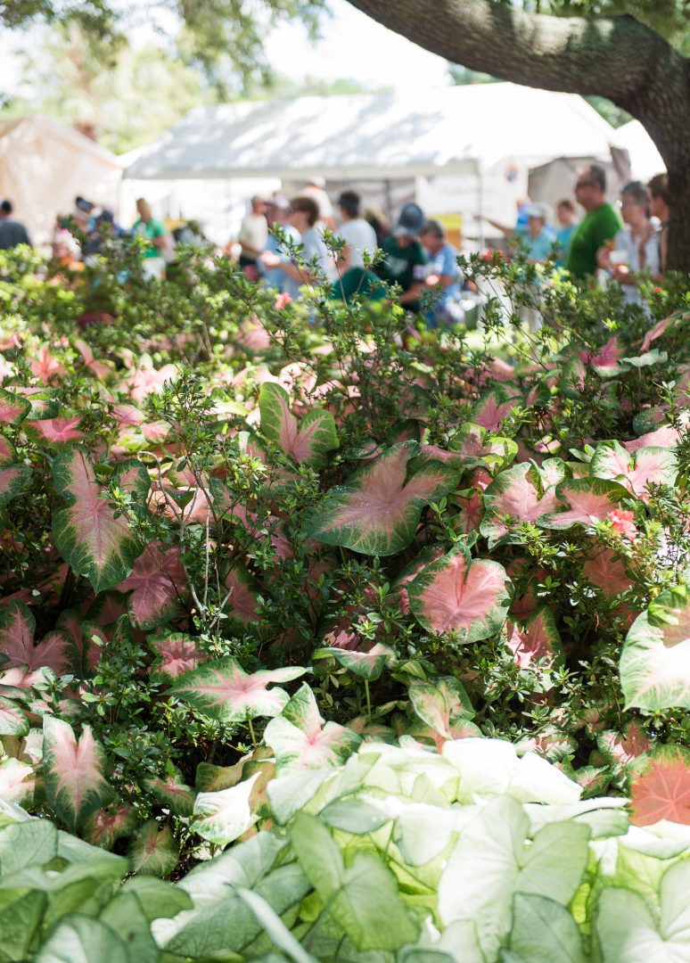 35th Annual Caladium Festival | Visit Sebring