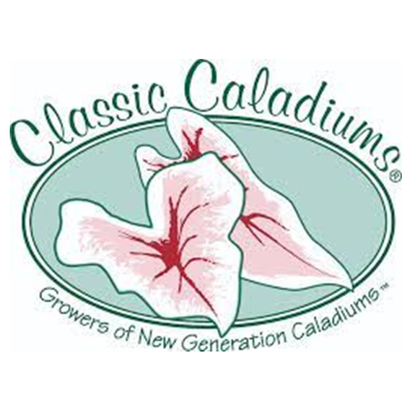 Classic Caladiums | Visit Sebring Florida