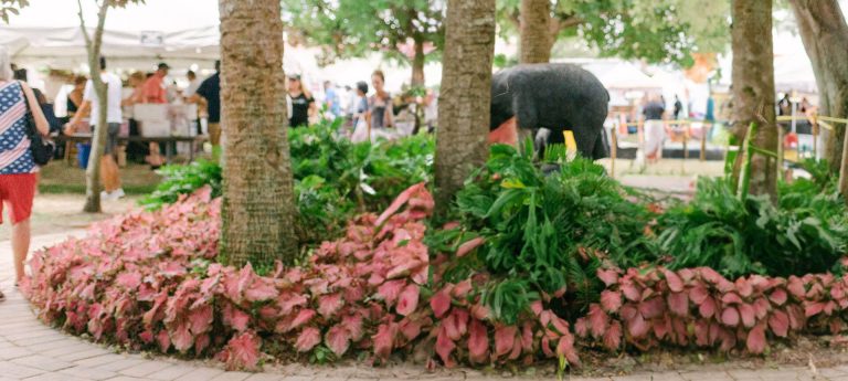 Top 14 Things To Do Around Sebring, Florida | Visit Sebring, Florida