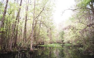Top 14 Things To Do Around Sebring, Florida | Visit Sebring, Florida
